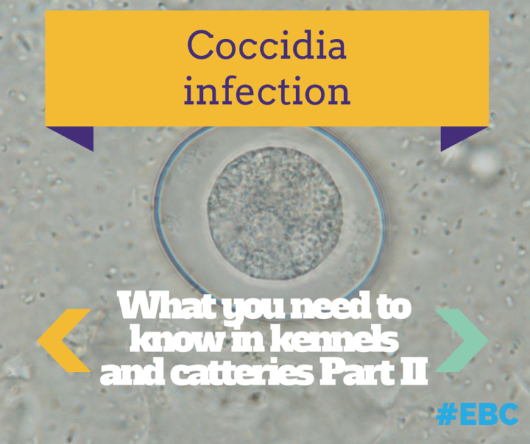 [BLOG] Should you worry about coccidia infection in catteries and ...