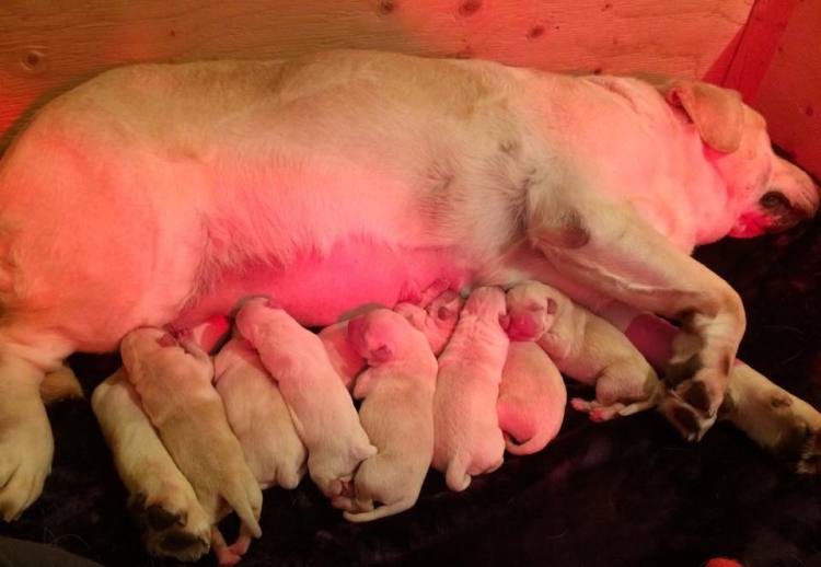 [BLOG] Colostrum 101 : what you MUST know if you breed dogs & cats – DR ...