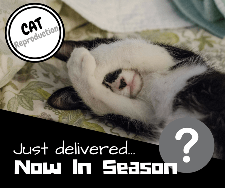 [BLOG] Feline Reproduction : she just delivered… and is now back in ...