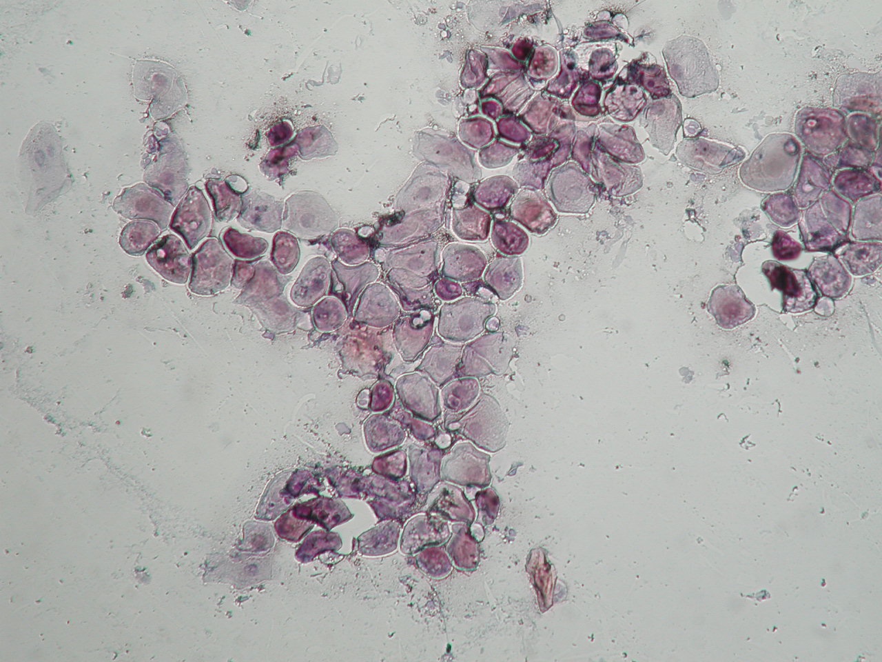 Canine Reproduction : Vaginal Smears and Timing of Ovulation – DR ...