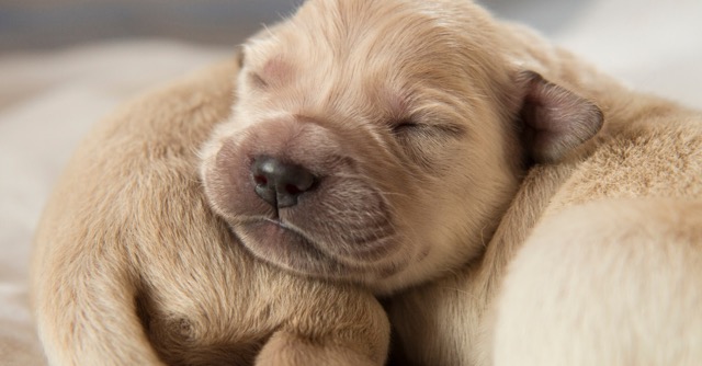 [BLOG] Canine Neonatology 101 : the 10% rule – is this still a thing ...