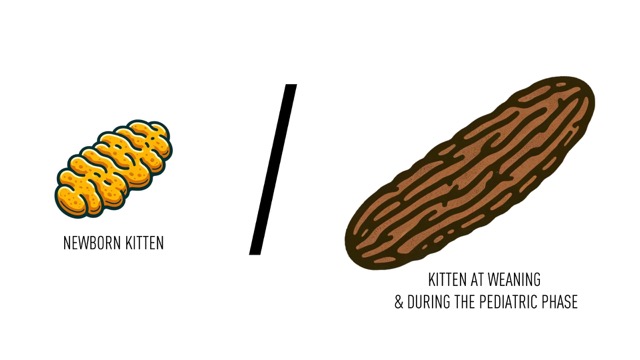 How Often Should A Kitten Poop – and What Does It Mean? – DR. EMMANUEL ...