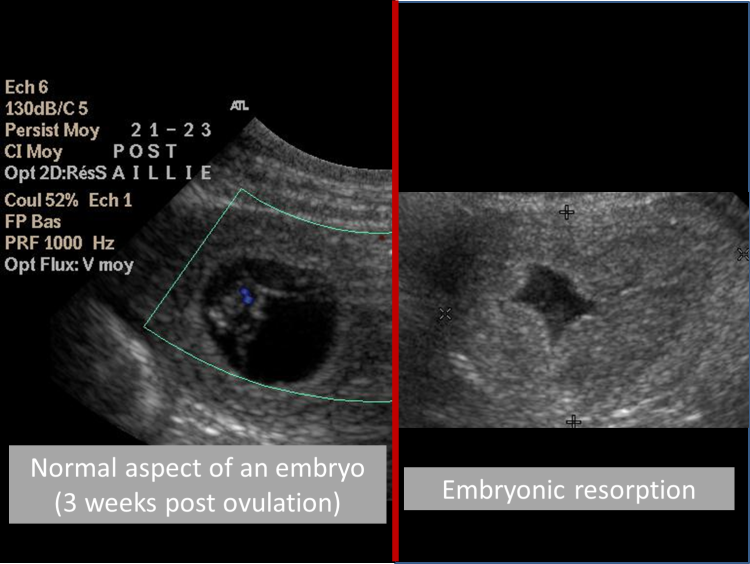 [BLOG] Embryonic resorptions in small animal reproduction: why finding ...